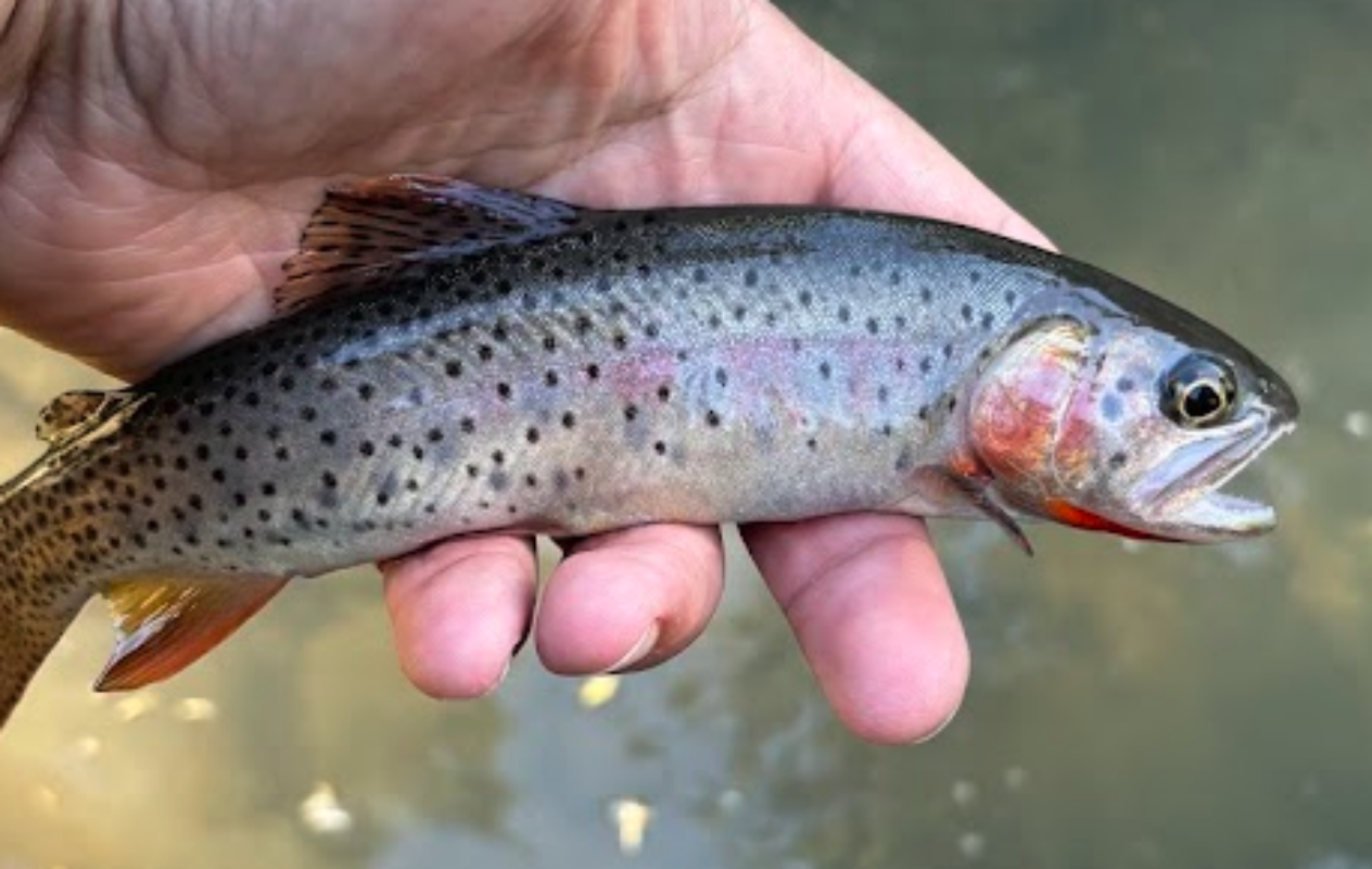 Stocking Brookies to Save Cutthroat - FishKingsShow